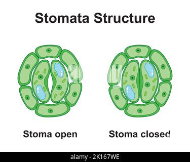 Scientific Designing of Stoma Closed. Colorful Symbols. Vector ...