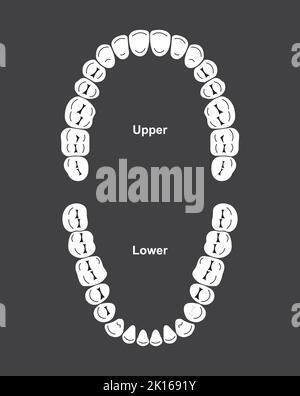Scientific Designing of Human Permanent Teeth. Dental Jaw And Tooth ...