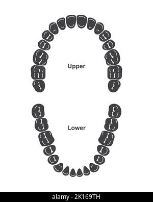 Scientific Designing of Human Permanent Teeth. Dental Jaw And Tooth ...