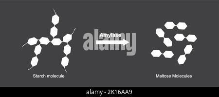 Chemical Structure of Maltose, Anatomy Of Maltose, Molecular structure ...