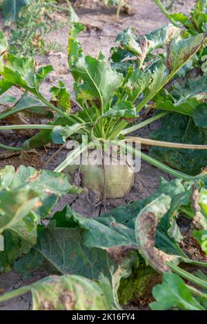Mangelwurzel or mangold wurzel growing in agricultural field. Mangold ...