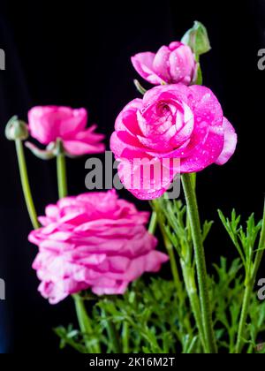 Blossom of Persian Buttercup Flower Stock Photo - Alamy