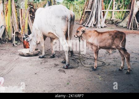 White colored mother cow (dam) and her brown colored offspring (calf ...