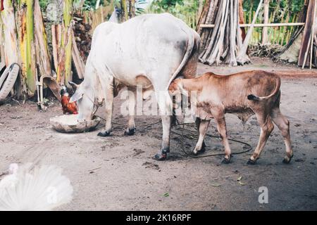 White colored mother cow (dam) and her brown colored offspring (calf ...