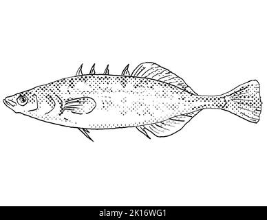 Cartoon style line drawing of a brook trout or Salvelinus fontinalis a ...