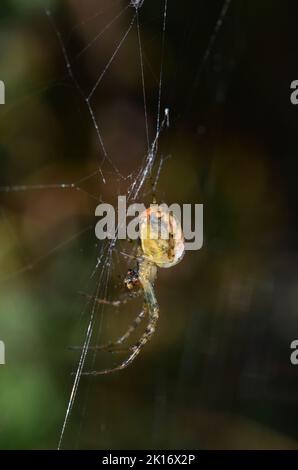 Autumn spider (Metellina segmentata Stock Photo - Alamy