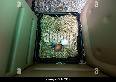 My first chickens. Keeping hens for egg production Stock Photo - Alamy