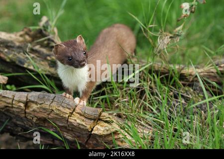 Close-up of a Stoat in Grass Stock Photo - Alamy