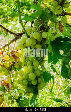 Bunches of vines, varieties, Muscat Italy. Bunches on the vine of the ...