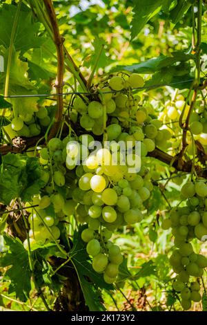 Bunches of vines, varieties, Muscat Italy. Bunches on the vine of the ...