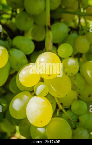 Bunches of vines, varieties, Muscat Italy. Bunches on the vine of the ...