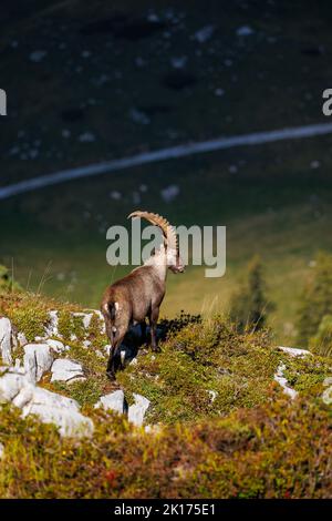 male ibex (Capra ibex) in Naturpark Diemtigtal in Berner Oberland Stock ...