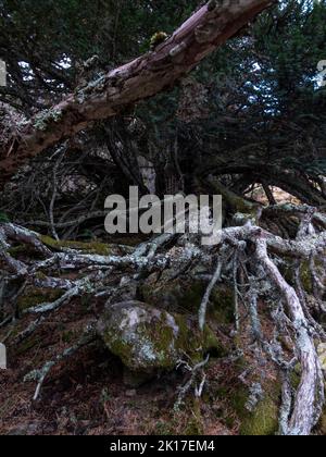 Vertical view of ancient yew tree roots surrounding granite stones full ...