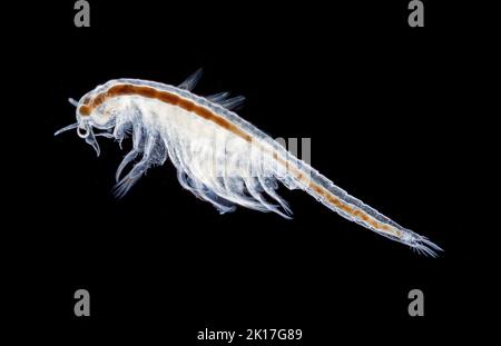 Artemia sp. Brine shrimp, darkfield photomicrograph Stock Photo - Alamy