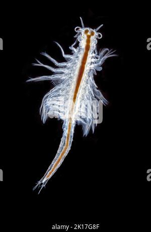 Artemia sp. Brine shrimp, darkfield photomicrograph Stock Photo - Alamy