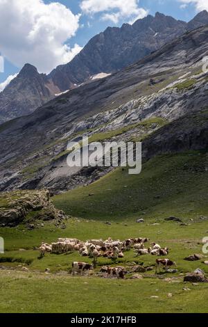 pyrenees valley with cattle grazing Stock Photo - Alamy