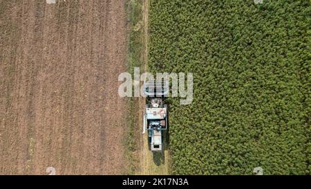 Aerial drone view of harvester combine working on field. Summer harvest ...