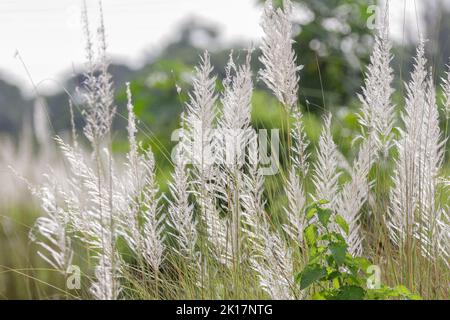 Saccharum spontaneum (wild sugarcane, Kans grass) is a grass native to ...