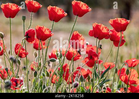Common poppies (Papaver rhoeas) also known as corn rose and field poppy ...