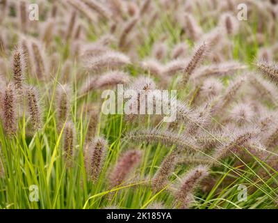 Late summer garden Pennisetum alopecuroides Red head grass September ...