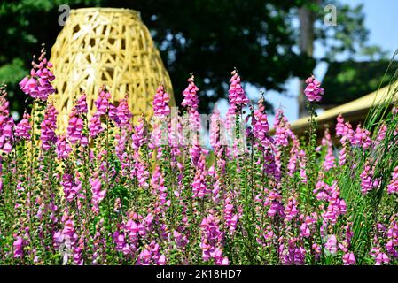 a beautiful perenial garden with bamboo ornament and Digitalis flower ...