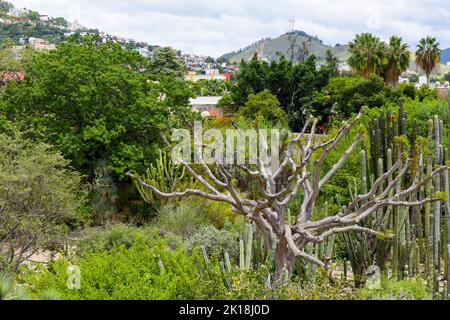The Ethnobotanical Garden of Oaxaca (adjacent to the Church of Santo ...