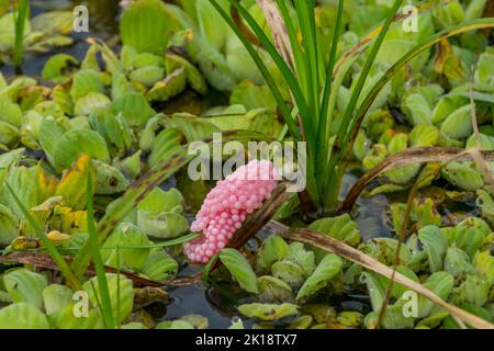 An Apple snail in a wetland near the Piuval Lodge in the Northern ...