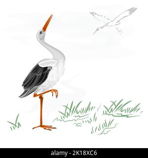 Storks white wild water bird vector illustration Stock Vector Image ...