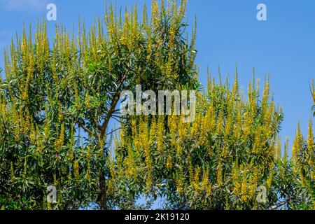 A yellow flowering tree, locally called Cambara (Vochysia divergens ...