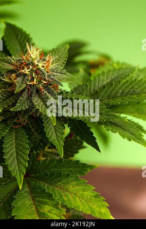 Cannabis bush close up. Tetrahydrocannabinol macro. Medical marijuana ...