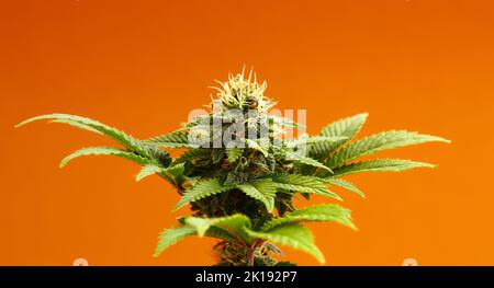 Marijuana plants long banner. Beautiful tropical cannabis background ...
