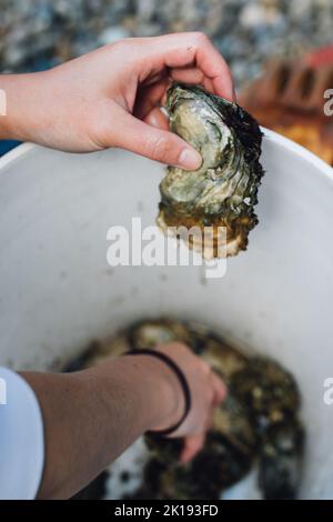 Bucket of oysters Stock Photo - Alamy