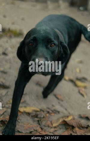 Action shot of a young black Labrador retriever running through a field ...