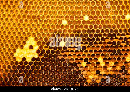 Yellow partially packed honey frame. Natural background or texture ...