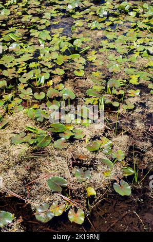 Green water surface in the backwater of river covered with ...