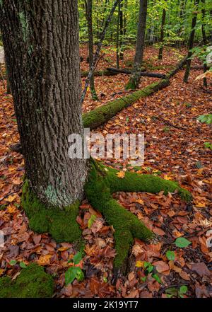 The forest at Door Bluff County Park is saturated in fog on an early ...