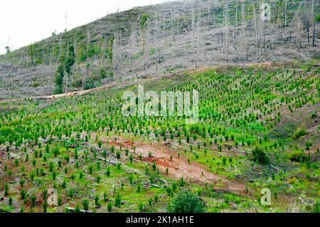 Pine Plantation for Industrial Harvest Stock Photo - Alamy