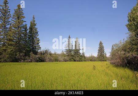 Ecological succession in oxbow lake. Wetland floor is filled with ...