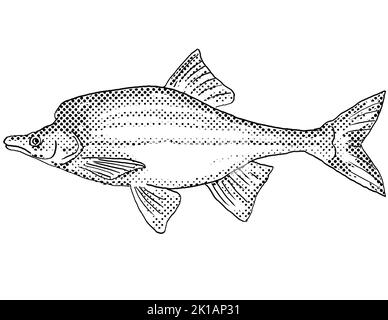 Cartoon style line drawing of a Humpback whitefish a fish endemic to ...