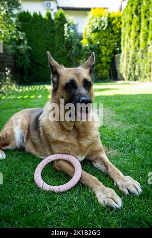 German Shepherd dog lay on grass in garden, aduld pet Stock Photo - Alamy