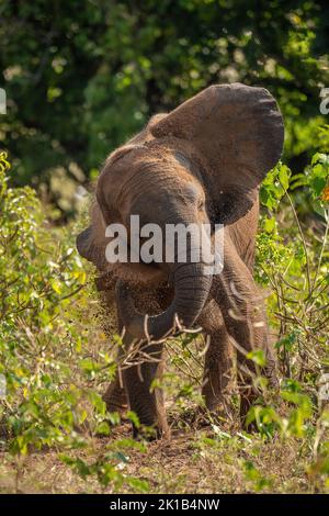 African bush elephant stands shaking dust off Stock Photo - Alamy