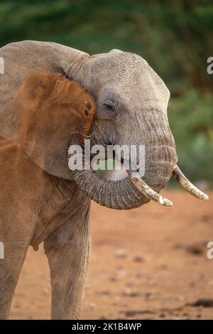 Elephant throwing dust over head on hillside Stock Photo - Alamy