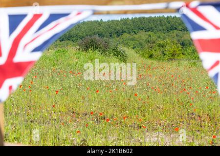 poppy field with union jack british pennant flags in foreground ...