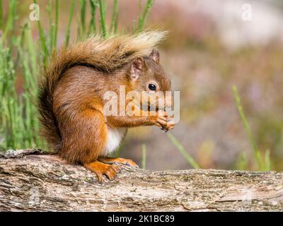 The native red squirrel in Scottish woodlands Stock Photo - Alamy