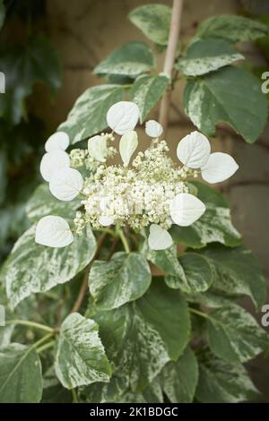 The Hydrangea macrophylla which it bloomed in early summer, and has ...