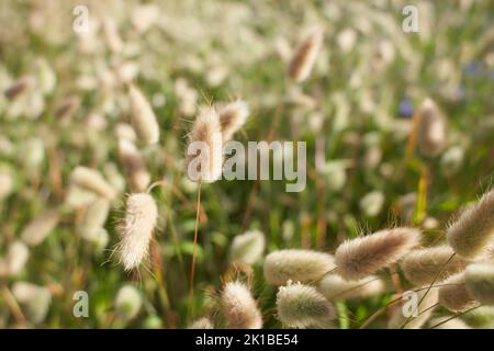Closeup view of beautiful fluffy Hare's tail grass blooming flowers ...