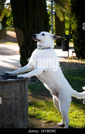 A white Swiss Shepherd drinking water from a lake in a forest in Czech ...