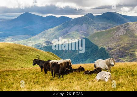 Wild ponies on slopes of Moel Eilio in mountains of Snowdonia National ...