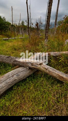 Dead trees in a Maine bog in early fall Stock Photo - Alamy