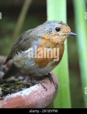 Robin resting on a plant pot Stock Photo - Alamy